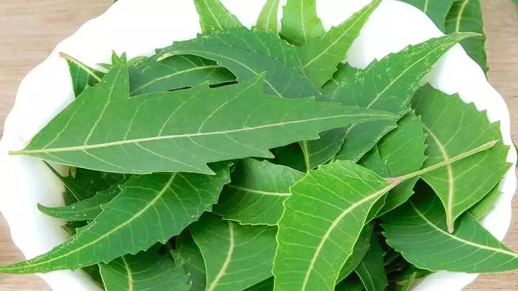 Misleading! Neem plants do not work as contraceptives for unwanted ...