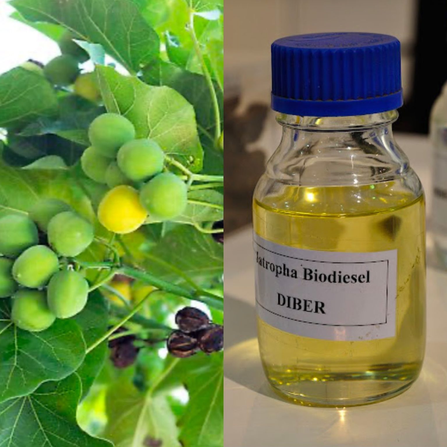 How true is claim Jatropha Curcas produces biodiesel fuel banned in ...